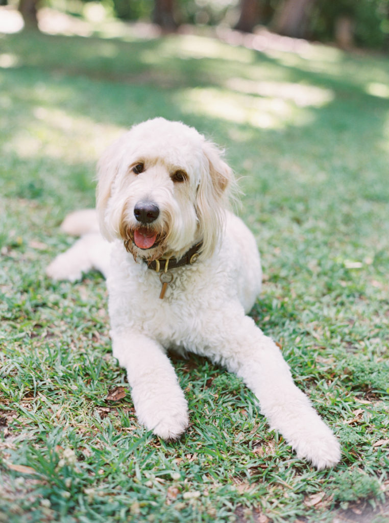 Mary Catharine & Cody's Engagement Session at Old Sheldon Church Ruins ...