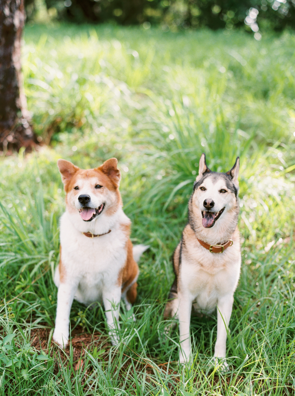 Best of Dogs in Weddings and Engagement Sessions - Kati Rosado ...