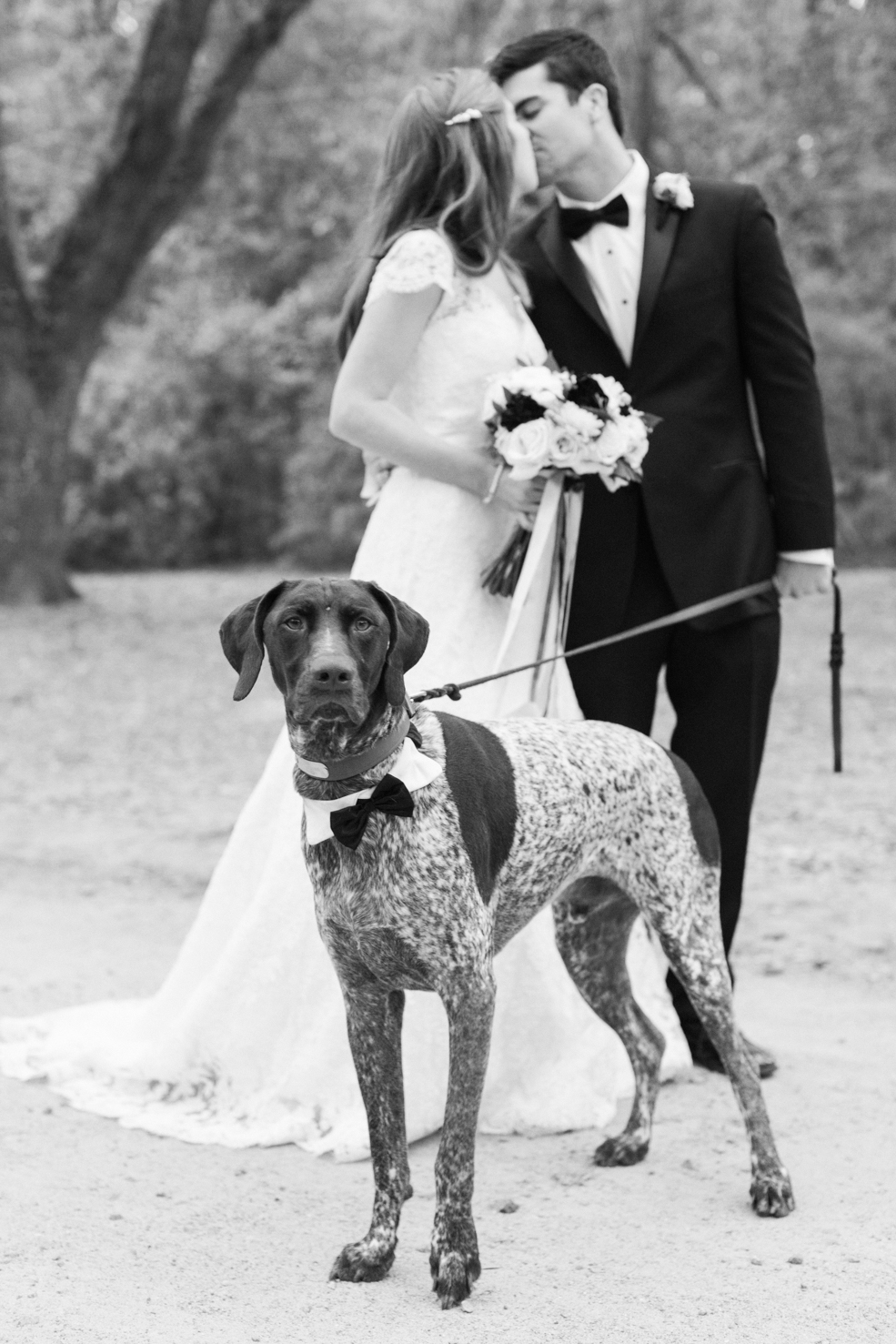 Wedding_Dogs_Charleston_New_York_Fine_Art_Wedding_Photographer_Dog_in ...