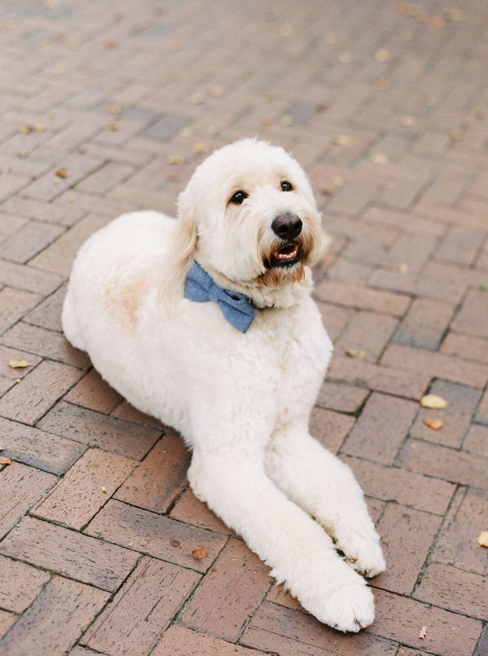 Best of Dogs in Weddings and Engagement Sessions - Kati Rosado ...