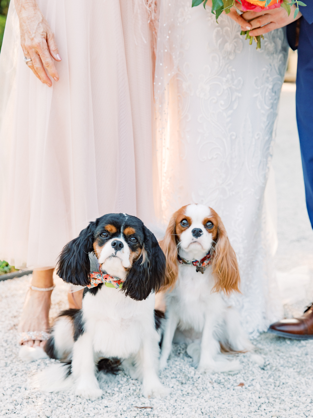 Kati_Rosado_Dogs_at_Wedding_Dog_Flower_gir_ring_bearer-3 - Kati Rosado ...